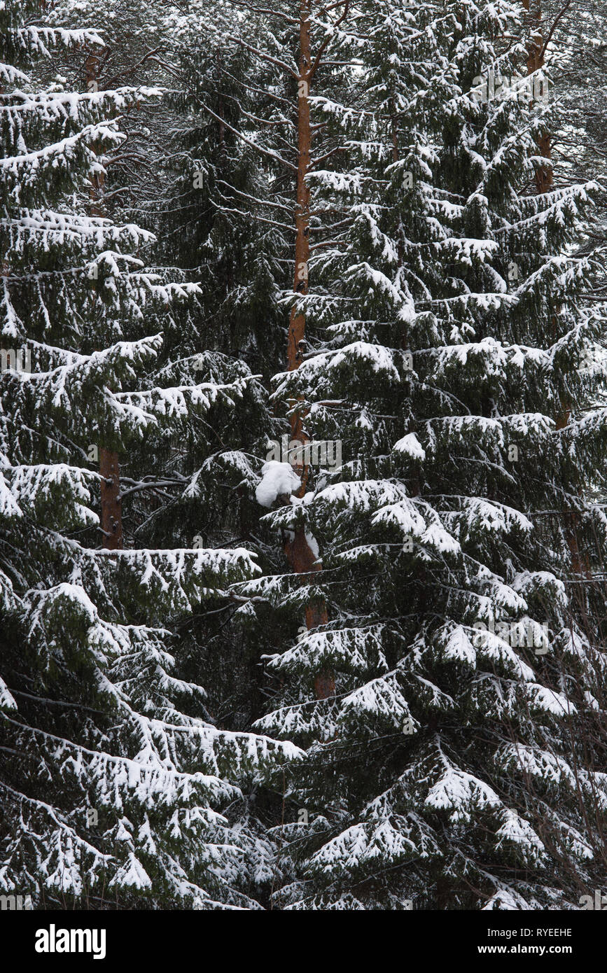 Forest in early spring. The branches of the fir trees are covered with ...