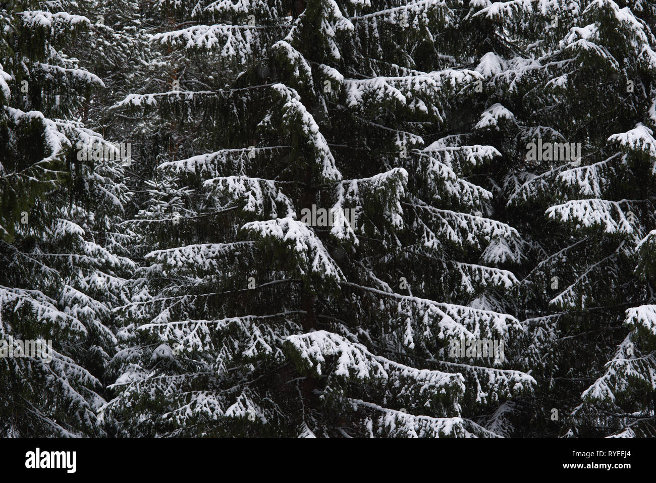 Forest in early spring. Branches of fir trees after a snowfall with ...