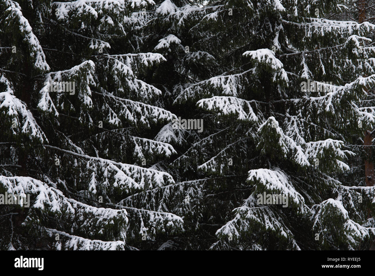 Forest in early spring. Branches of fir trees after a snowfall with ...