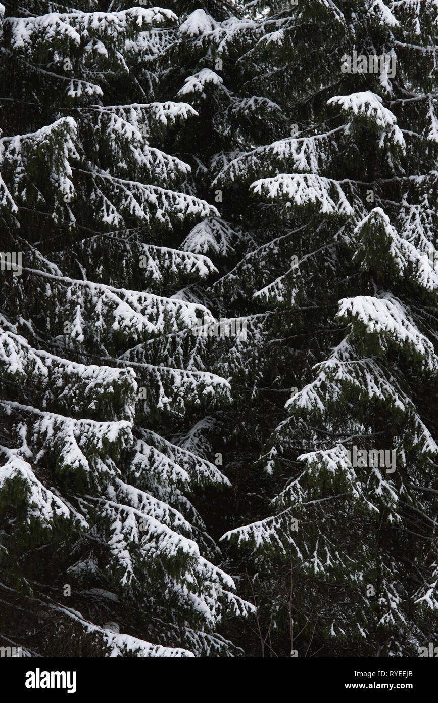 Forest in early spring. Branches of fir trees after a snowfall with ...