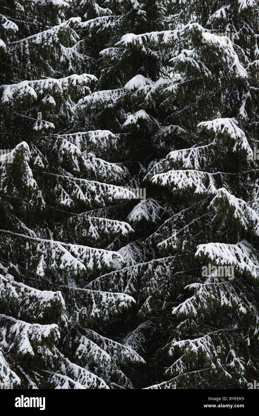 Forest in early spring. Branches of fir trees after a snowfall with ...