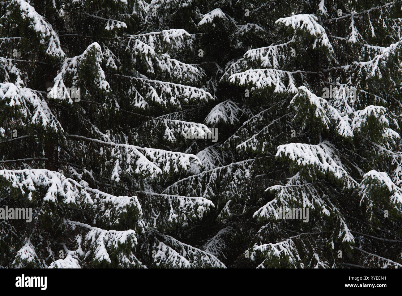 Forest in early spring. Branches of fir trees after a snowfall with ...
