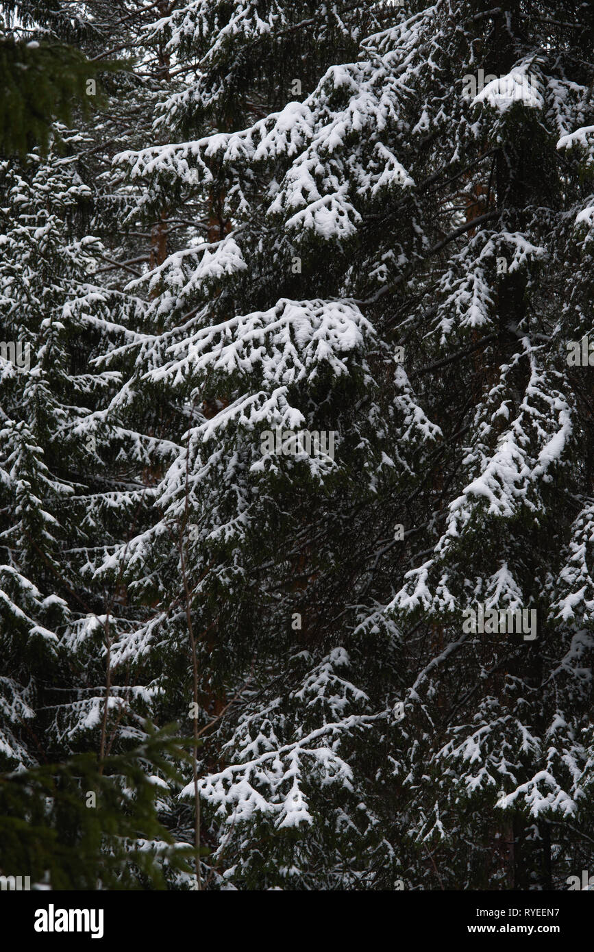 Forest in early spring. Branches of fir trees after a snowfall with ...