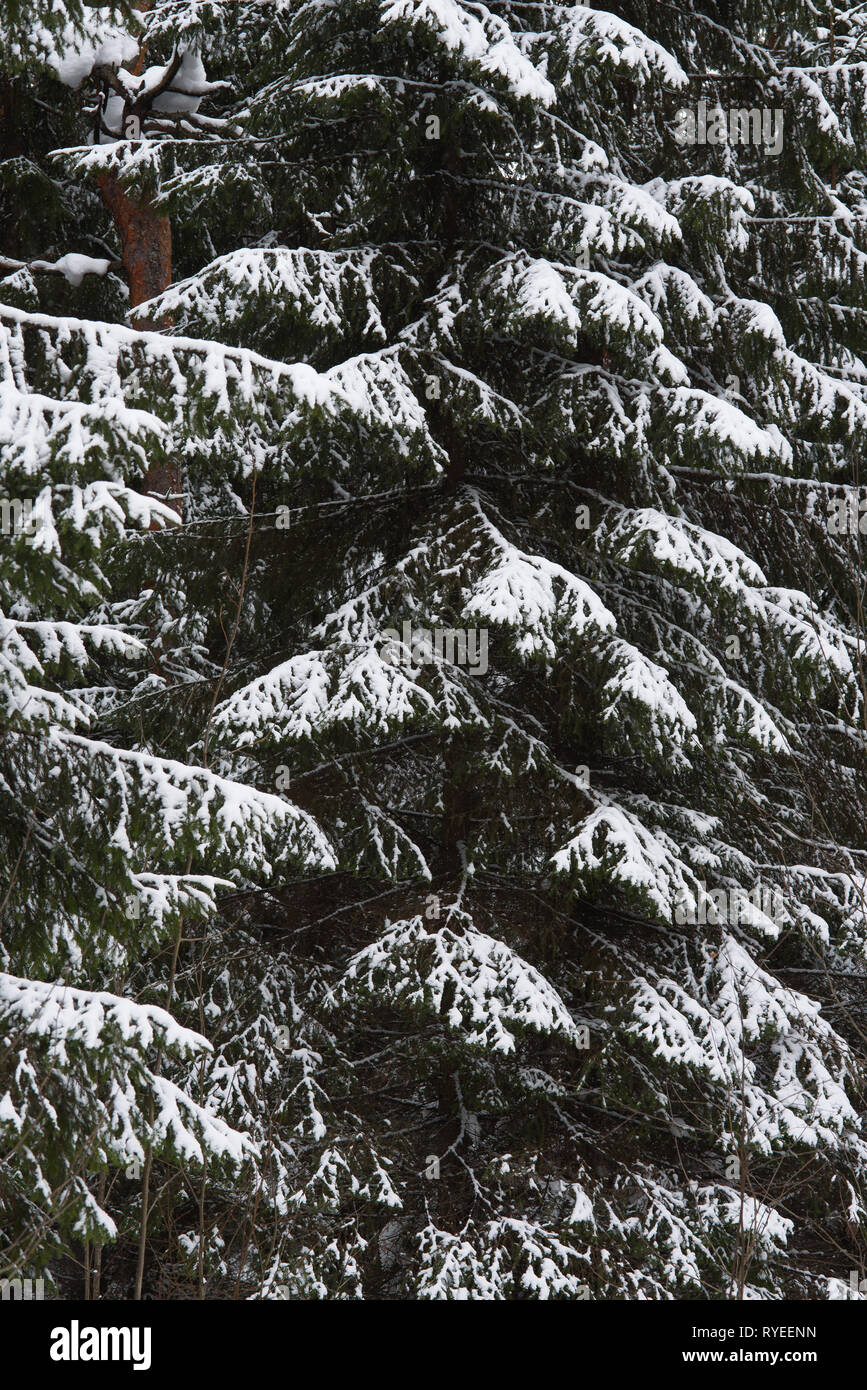 Forest in early spring. Branches of fir trees after a snowfall with ...