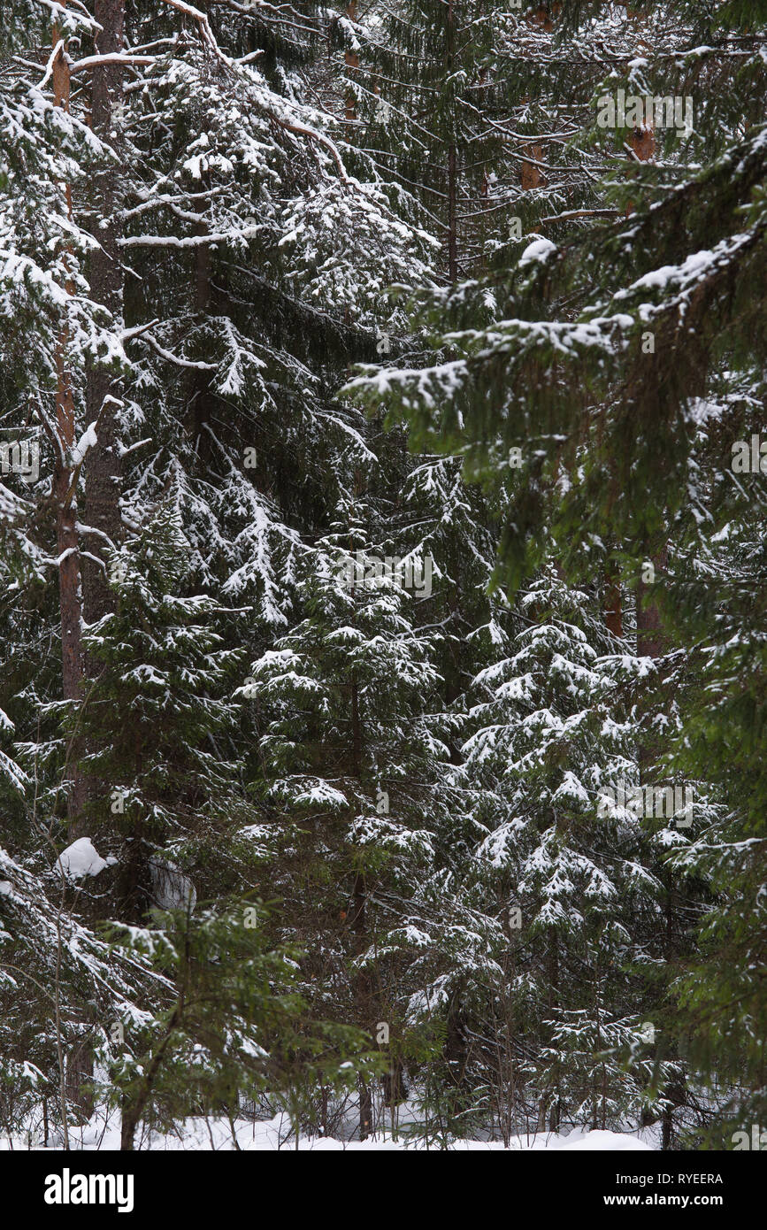 Forest in early spring. The branches of the fir trees are covered with ...