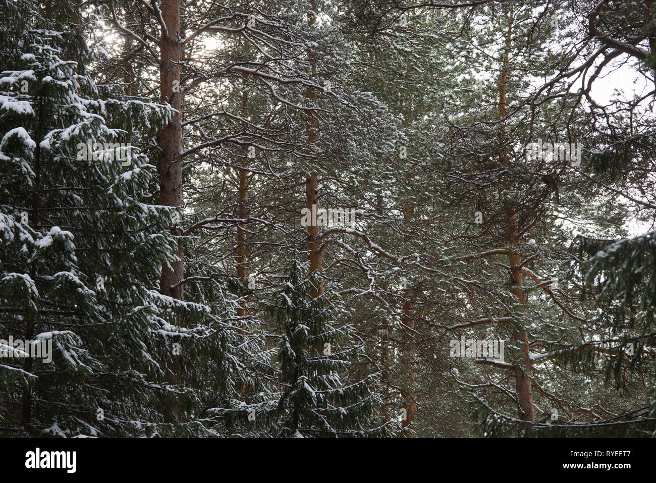 Forest in early spring. The branches of the fir trees are covered with ...