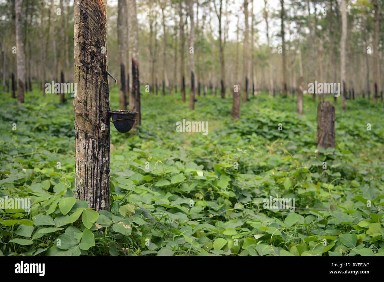 Rubber plantations hi-res stock photography and images - Alamy