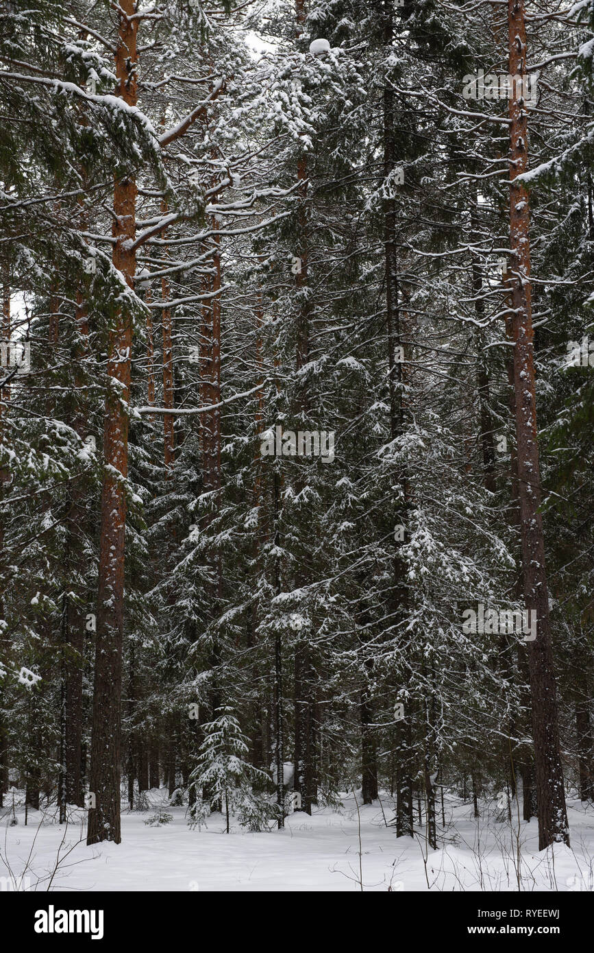 Forest in early spring. The branches of the fir trees are covered with ...