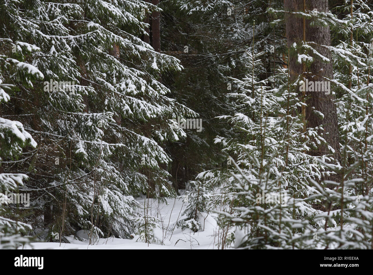 Forest in early spring. The branches of the fir trees are covered with ...