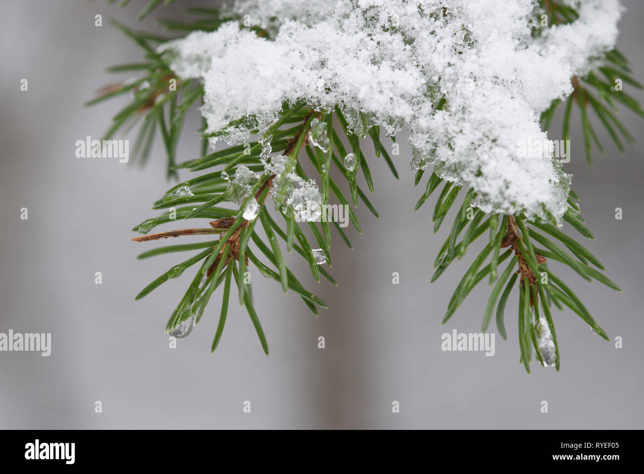 Forest in early spring. Branches of fir trees with remnants of snow and ...