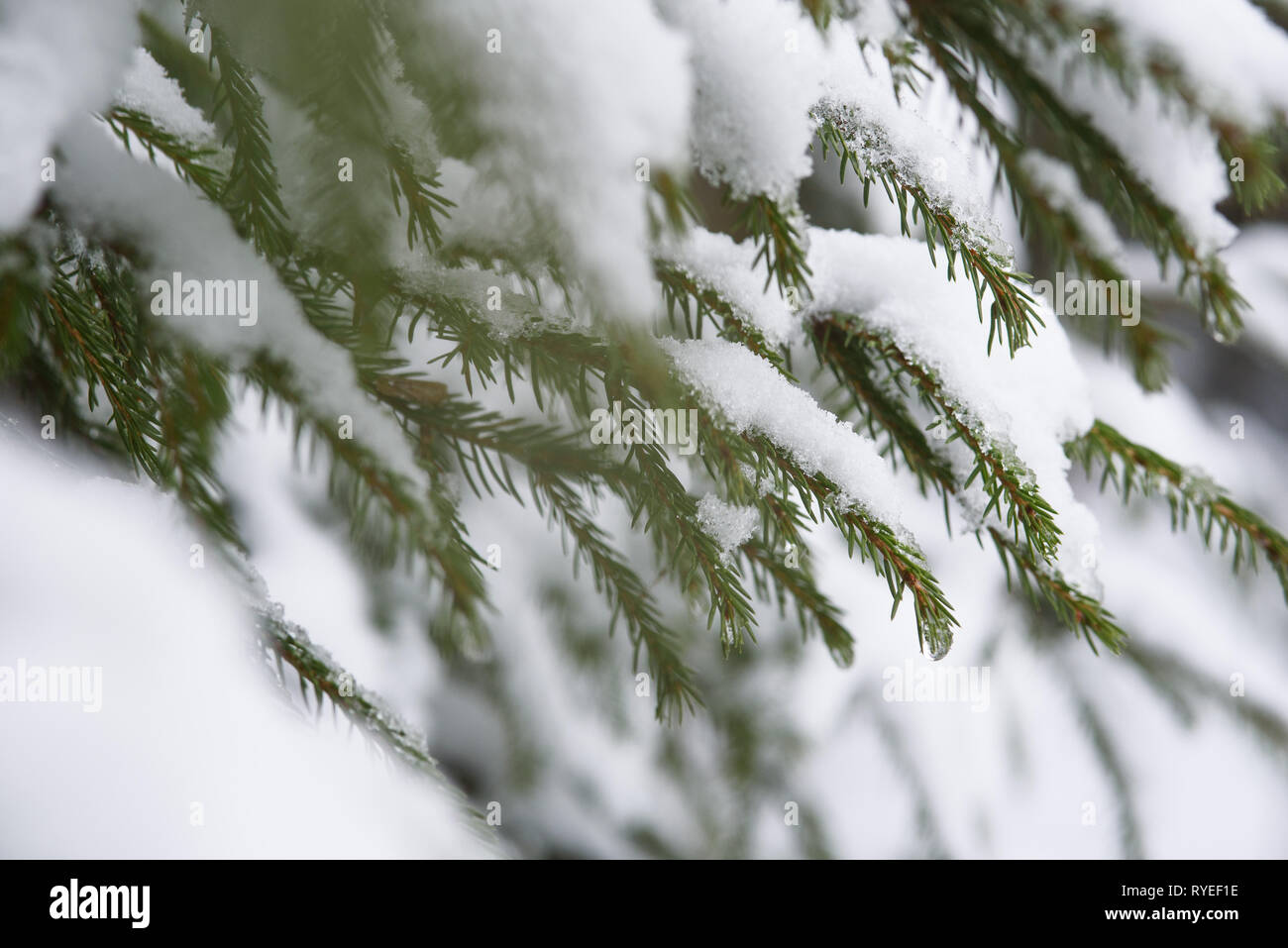 Forest in early spring. Branches of fir trees with remnants of snow and ...