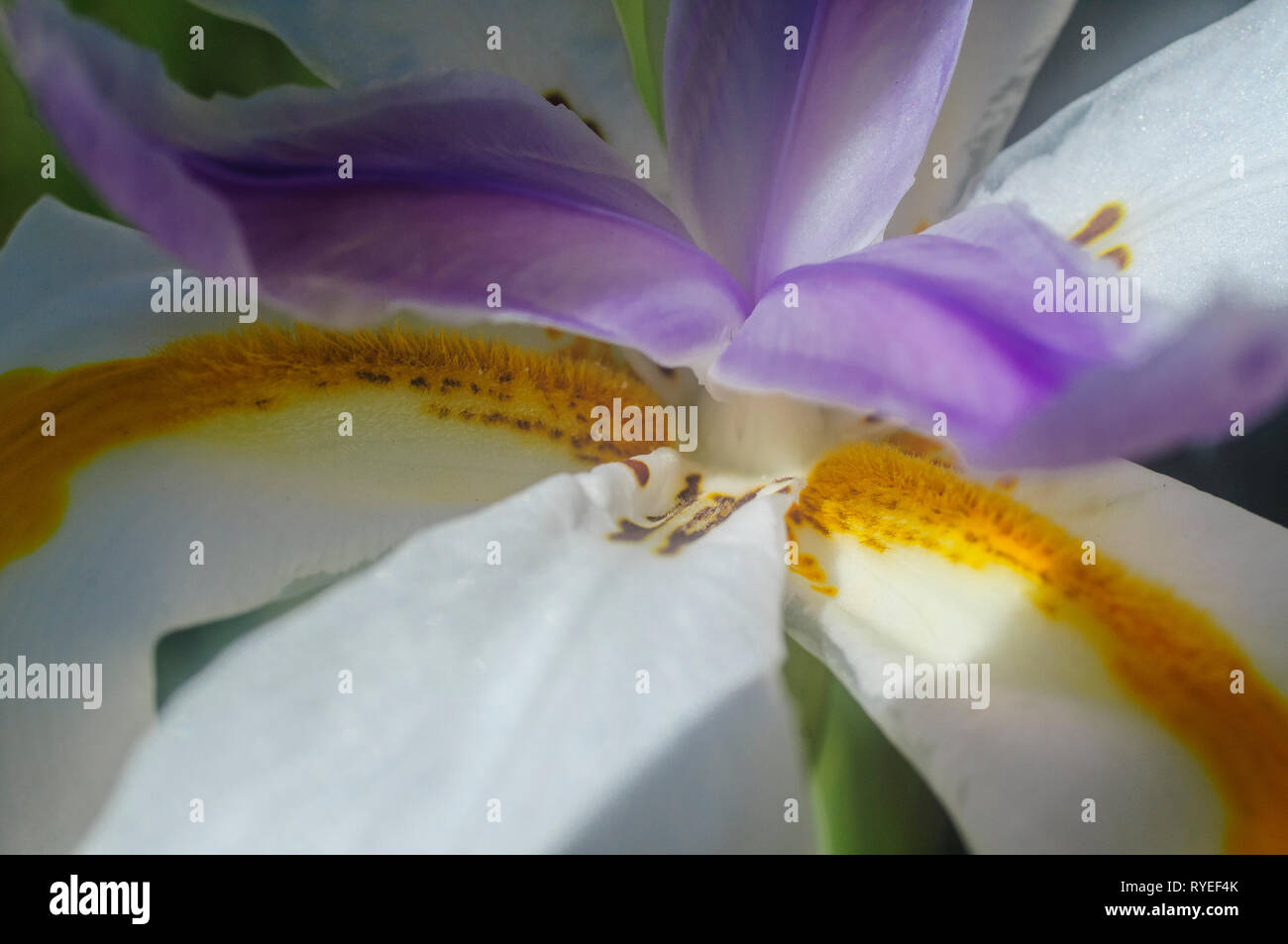 Dietes grandiflora (common names are large wild iris, fairy iris ...