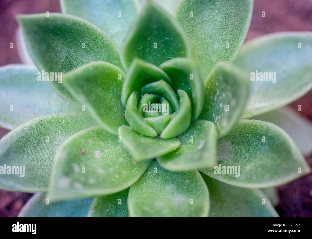 Spiral Leaves Plants Stock Photos & Spiral Leaves Plants Stock Images ...