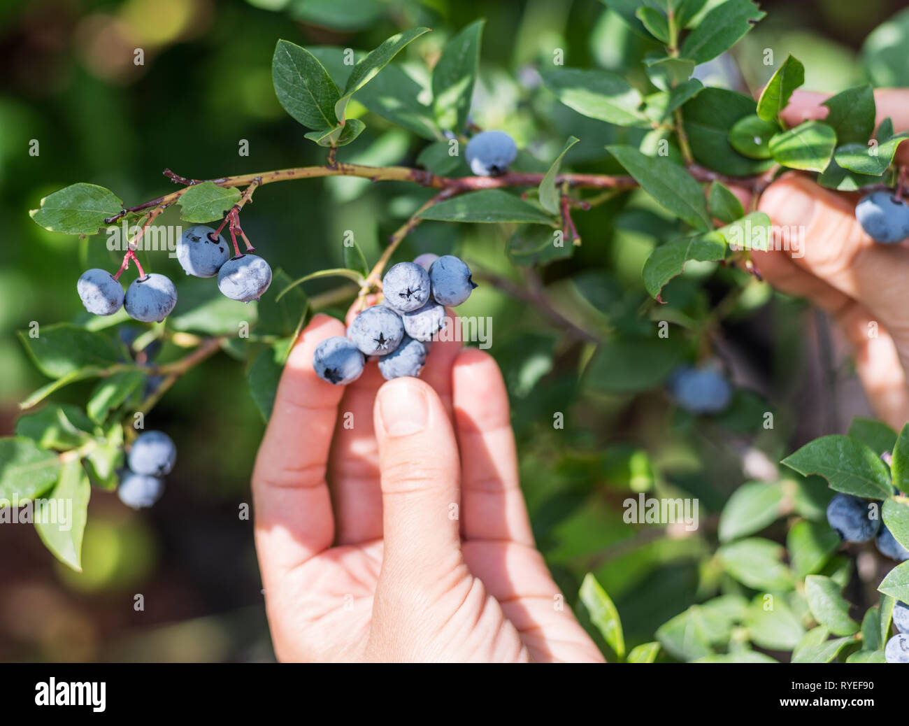 Blueberries picking. Female hand gathering blueberries Stock Photo - Alamy