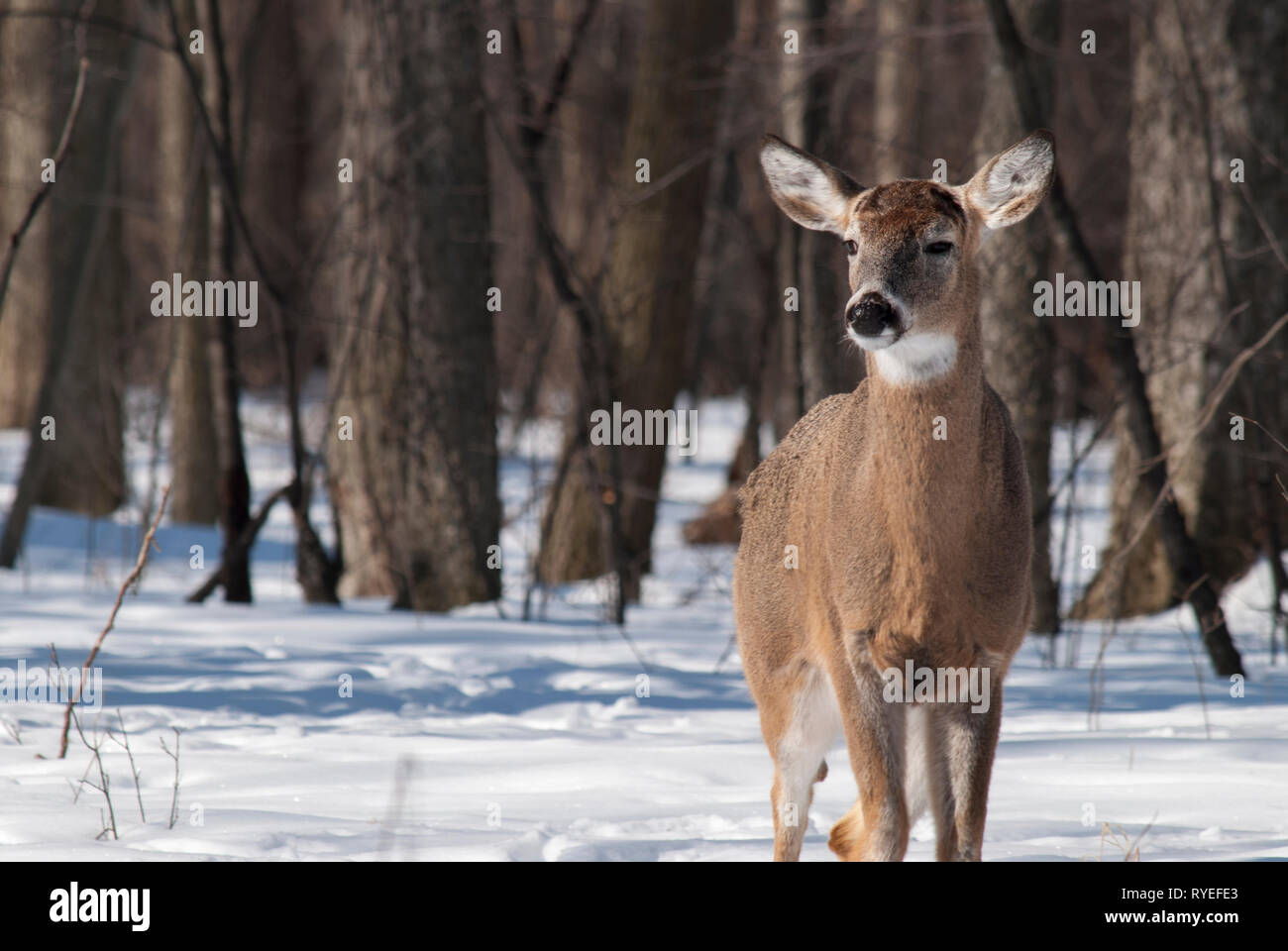 Deer pose hi-res stock photography and images - Alamy