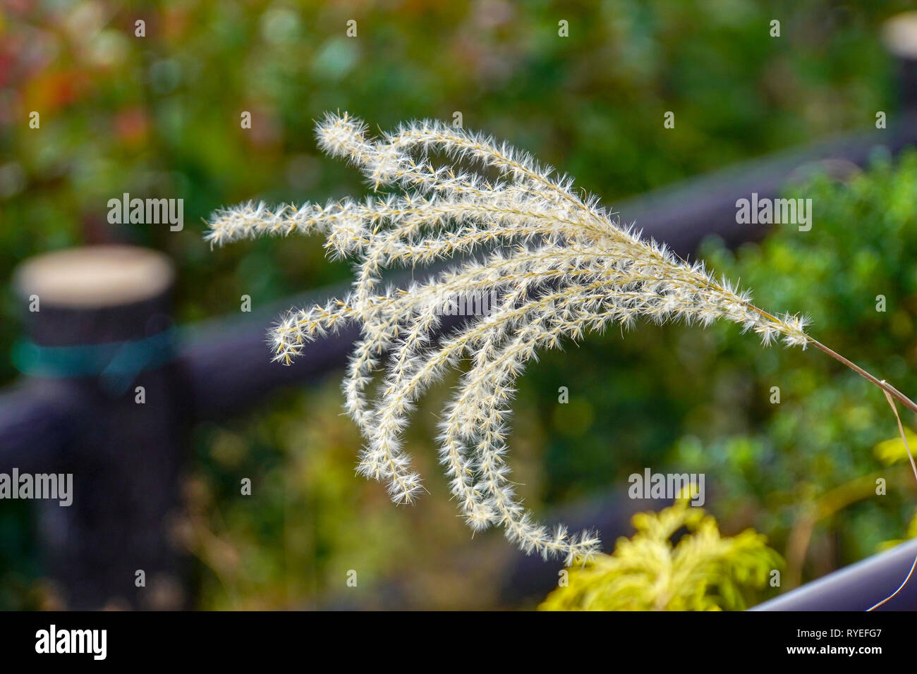 Flowering white reed plant. Photographed in Osaka Japan in October ...