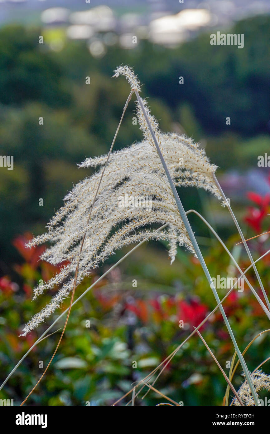 Flowering white reed plant. Photographed in Osaka Japan in October ...