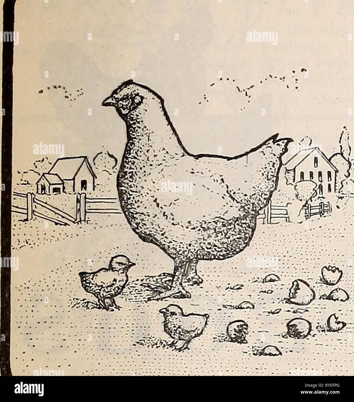 The Eastern poultryman (1902 Stock Photo - Alamy