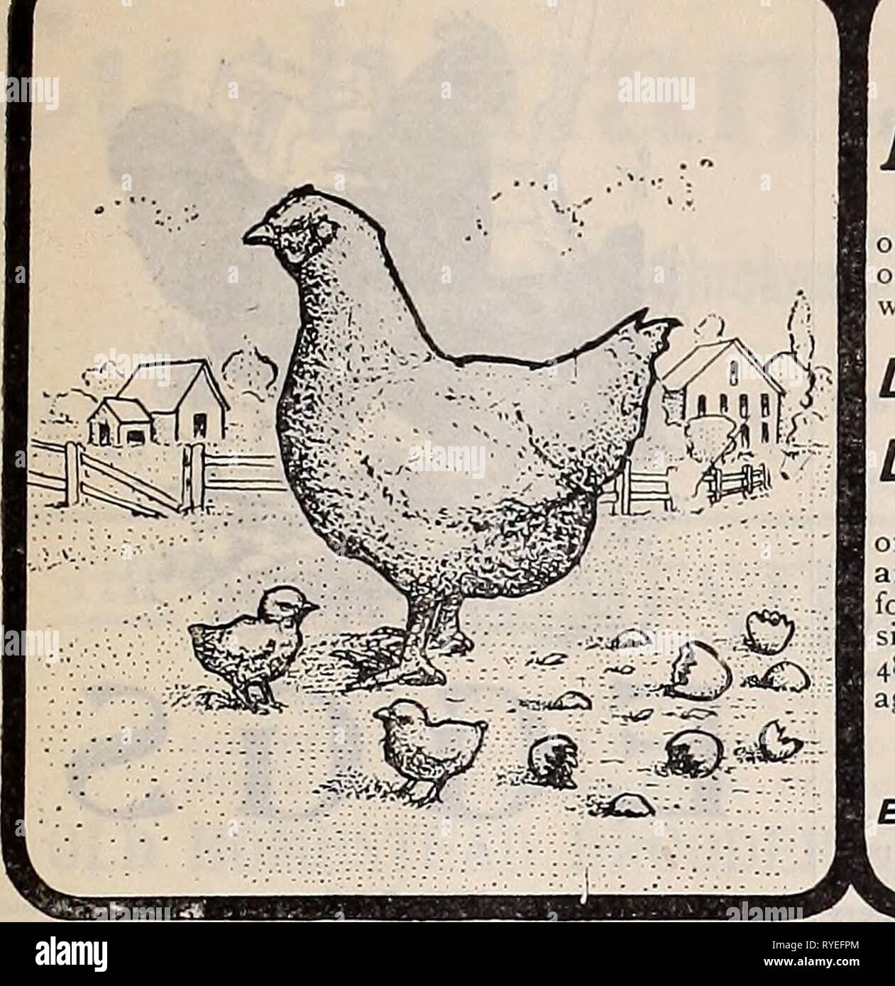 The Eastern poultryman (1902 Stock Photo - Alamy