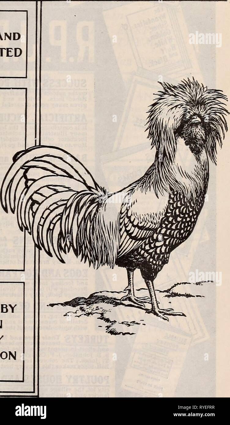 The Eastern poultryman (1905 Stock Photo - Alamy