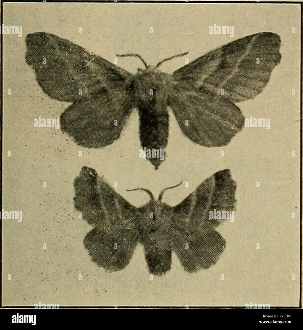 The eastern tent caterpillar (1935 Stock Photo - Alamy