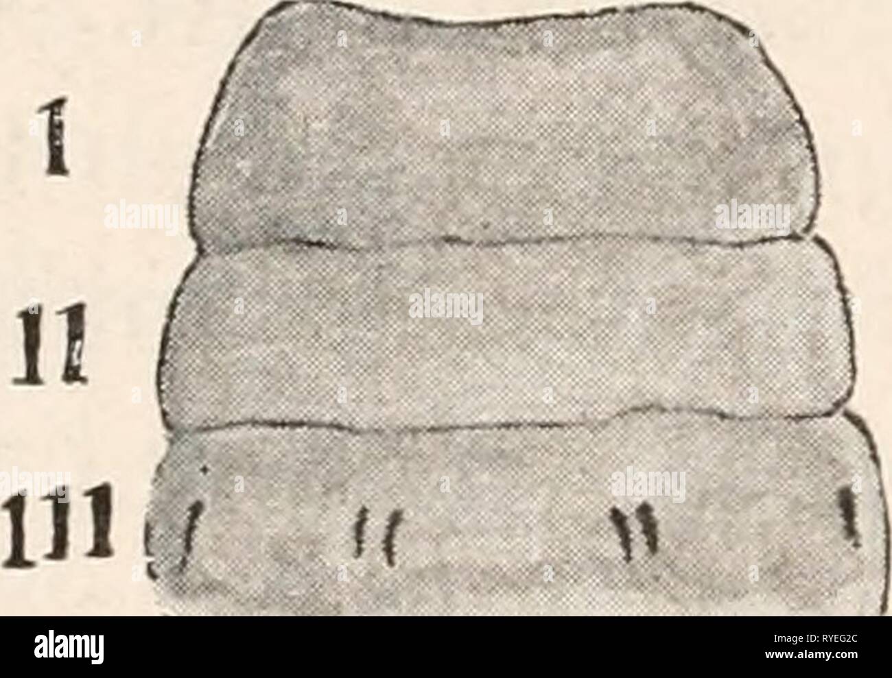 Earthworms and their allies (1912 Stock Photo - Alamy