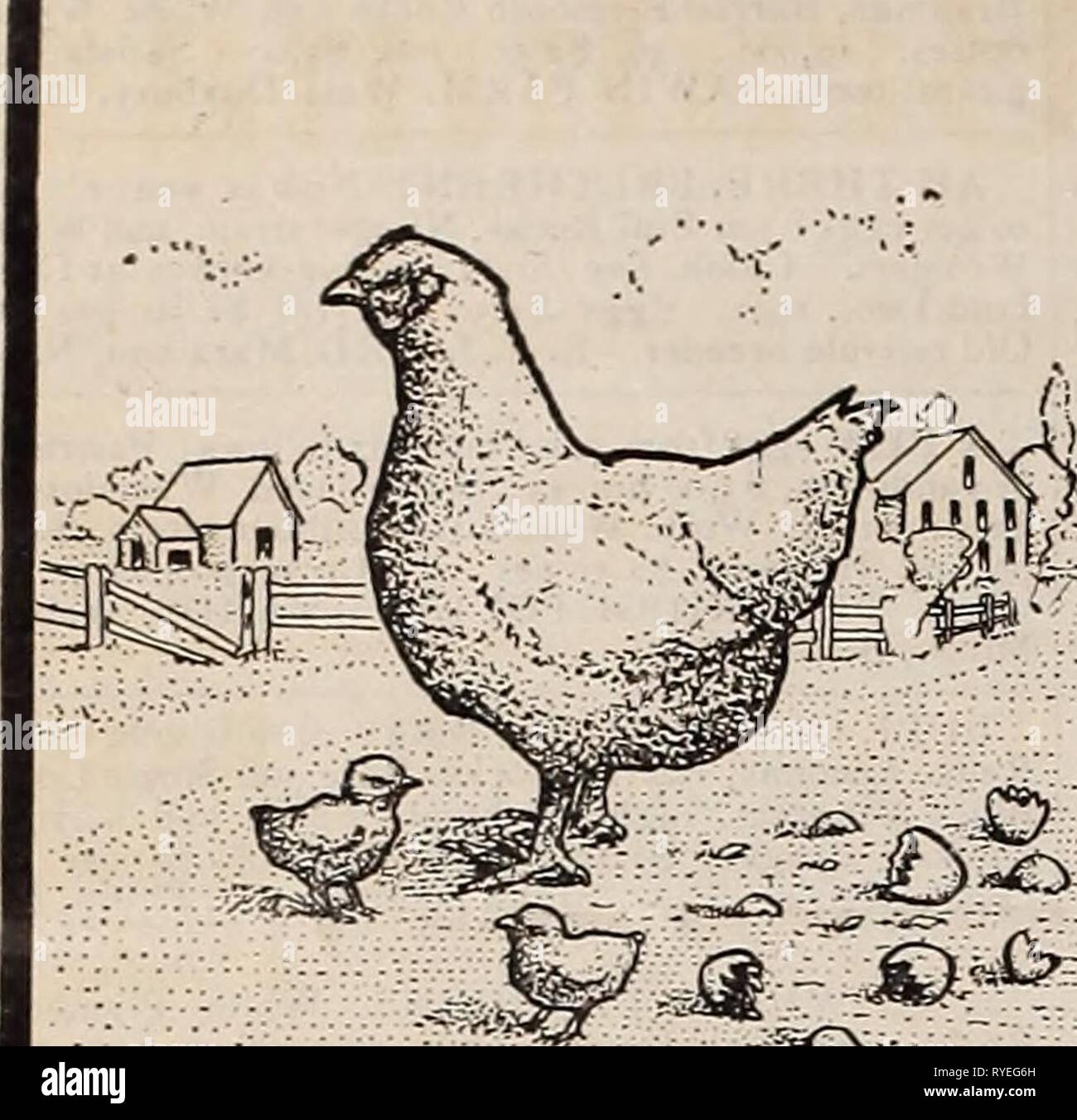 The Eastern poultryman (1902 Stock Photo - Alamy