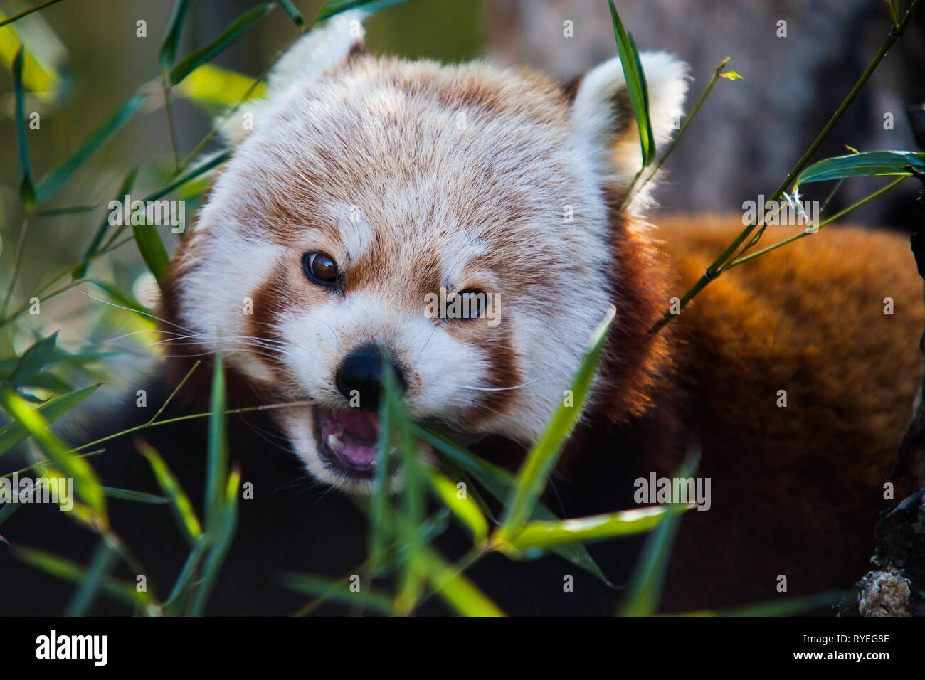 Cute Red Panda Bears