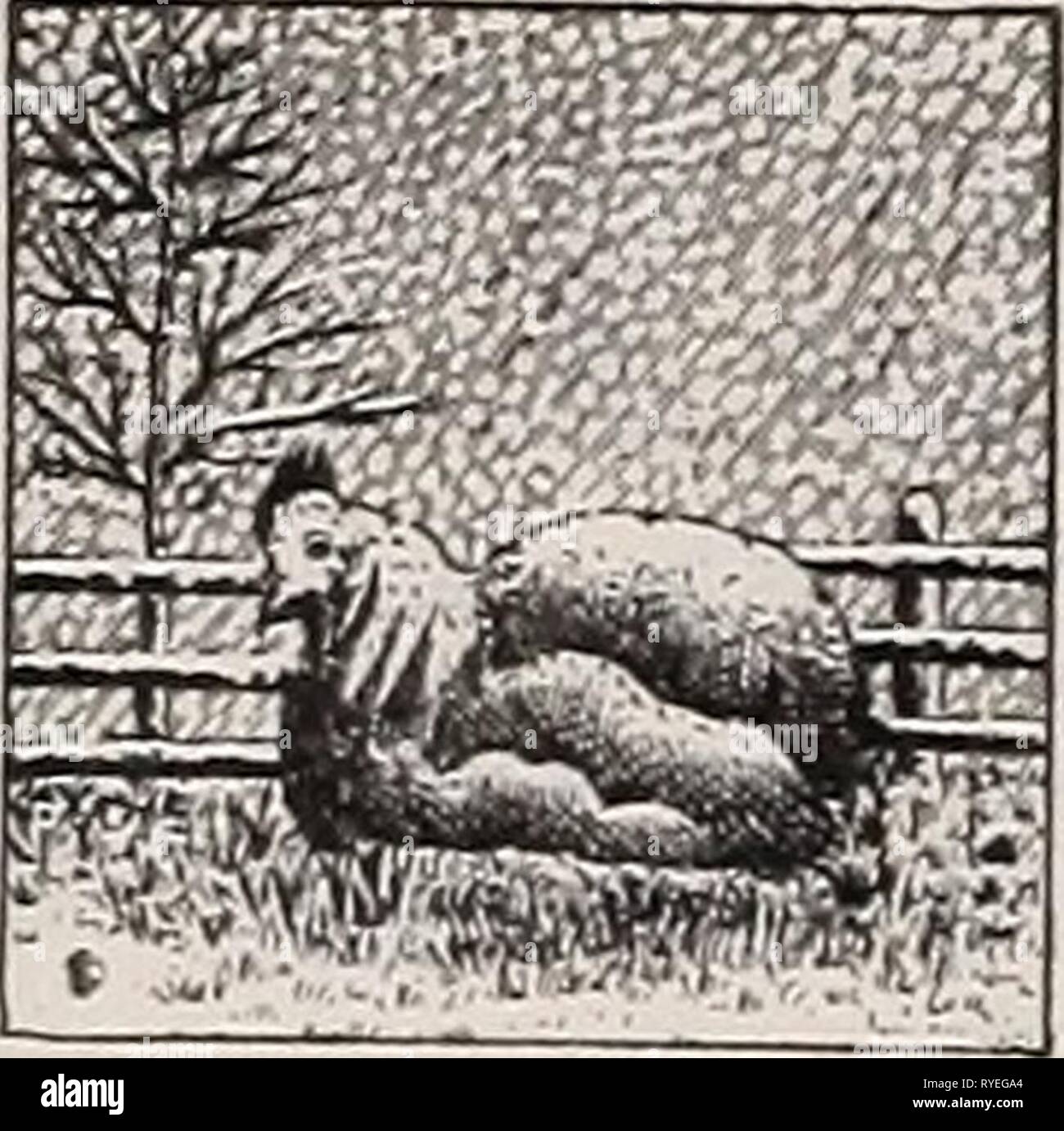 The Eastern poultryman (1904 Stock Photo - Alamy