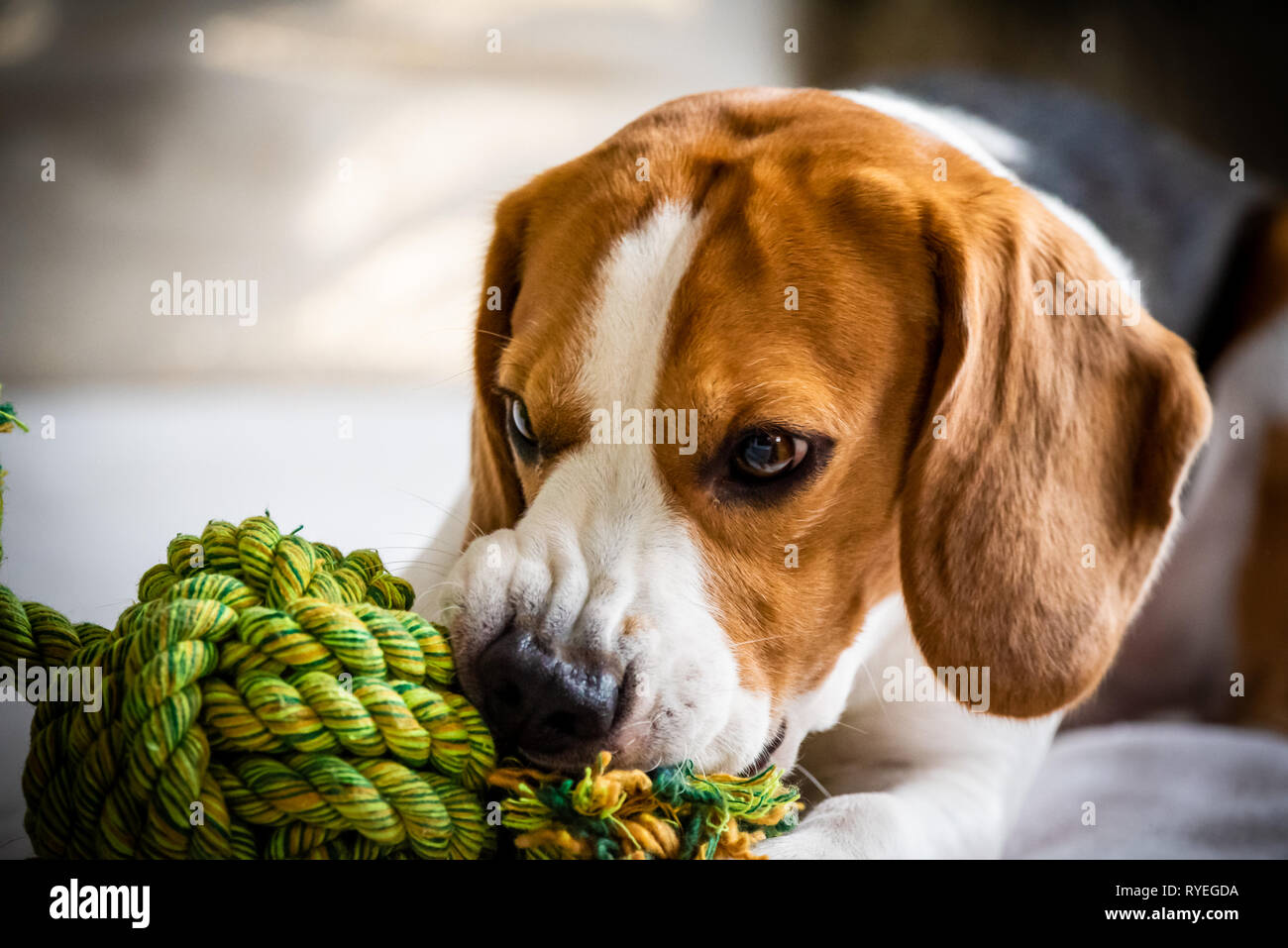 Biting rope hi-res stock photography and images - Alamy