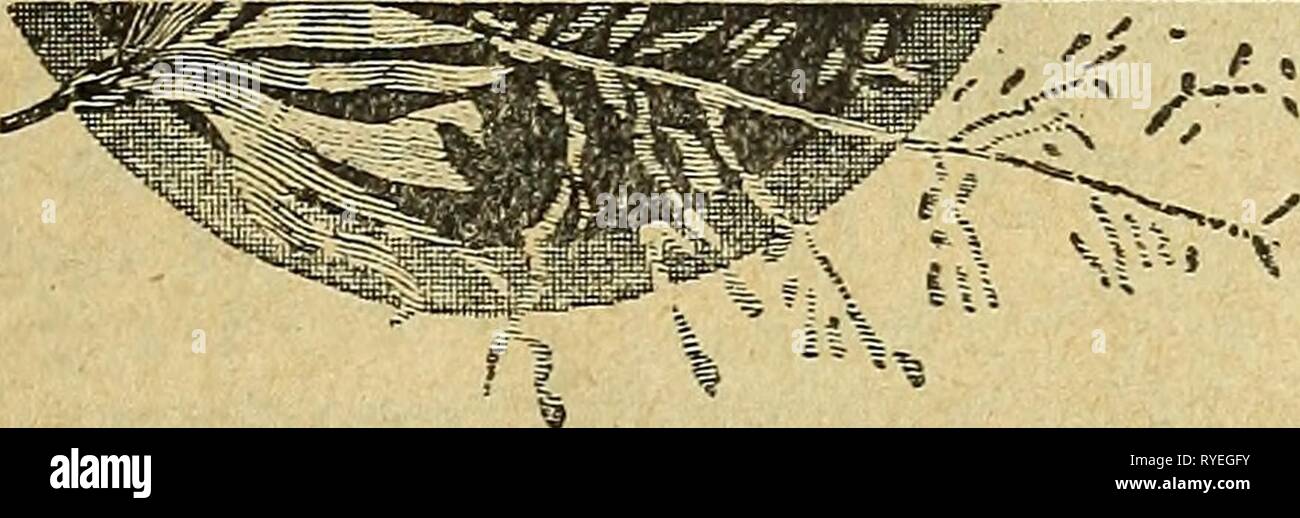 E Annabil & Co's seed Stock Photo - Alamy