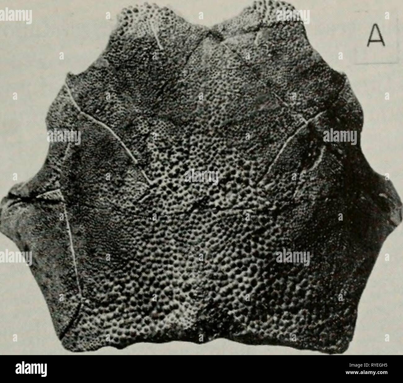 Early Devonian fishes from Utah : Arthrodira earlydevonianfis119deni ...