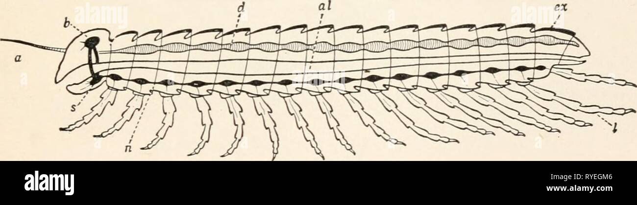 Elementary entomology elementaryentomo00sand Year: [c1912] PART I. THE ...