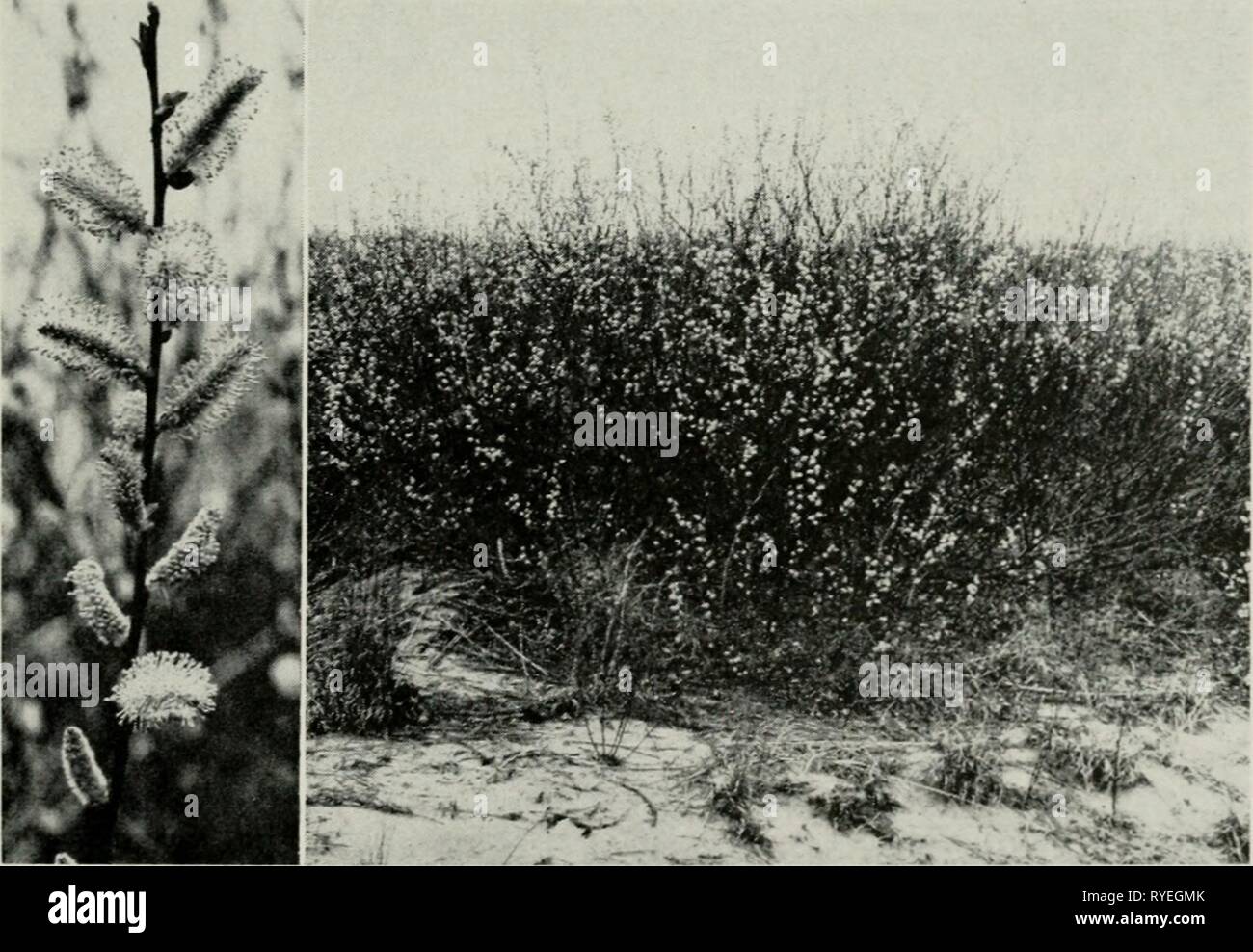 The Dunesland heritage of Illinois Stock Photo - Alamy