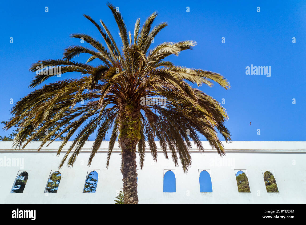 Tangier morocco garden hi-res stock photography and images - Alamy