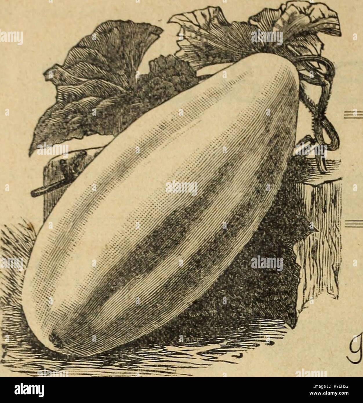 E Annabil & Co's seed Stock Photo - Alamy