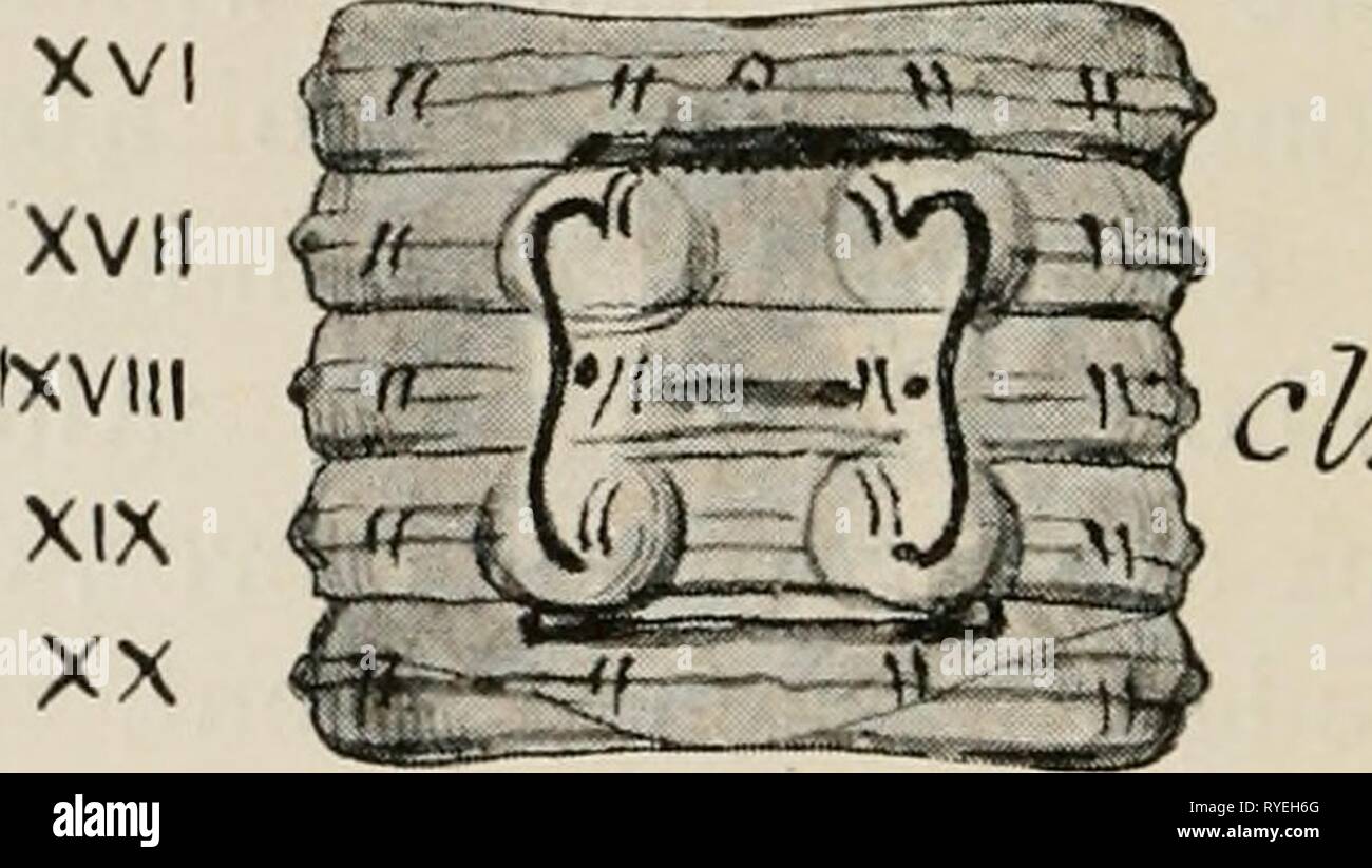 Earthworms and their allies (1912 Stock Photo - Alamy