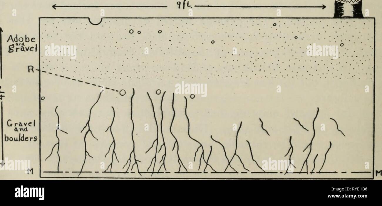 The effects of desiccating winds Stock Photo - Alamy