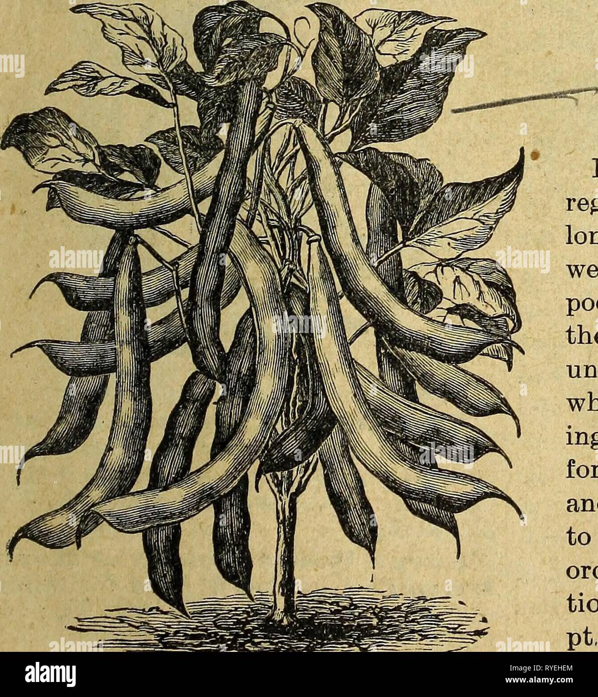 E Annabil & Co's seed Stock Photo - Alamy