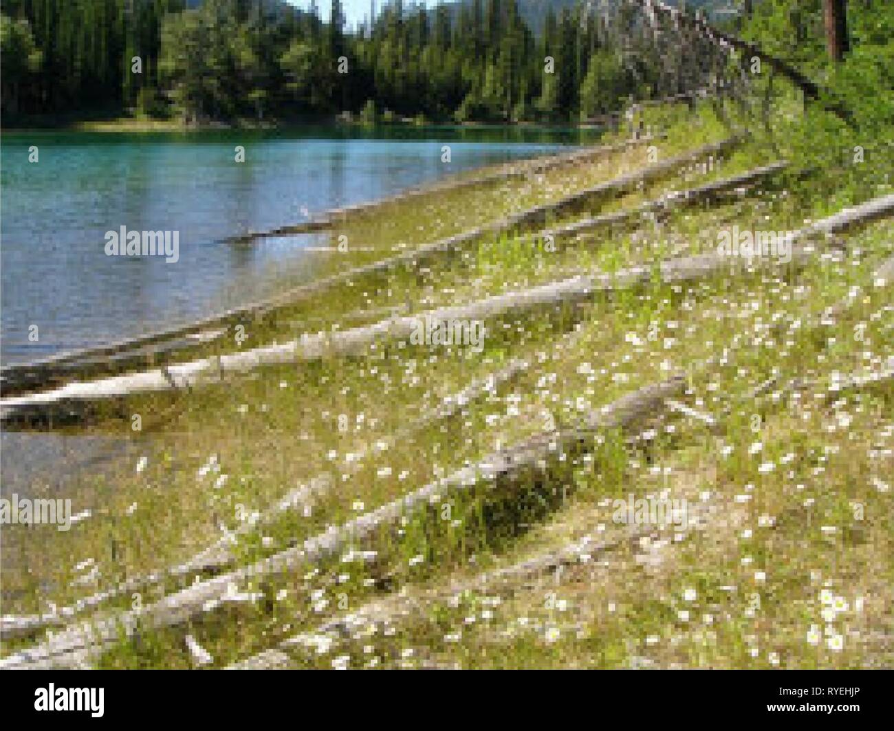 Subalpine huckleberry hi-res stock photography and images - Alamy