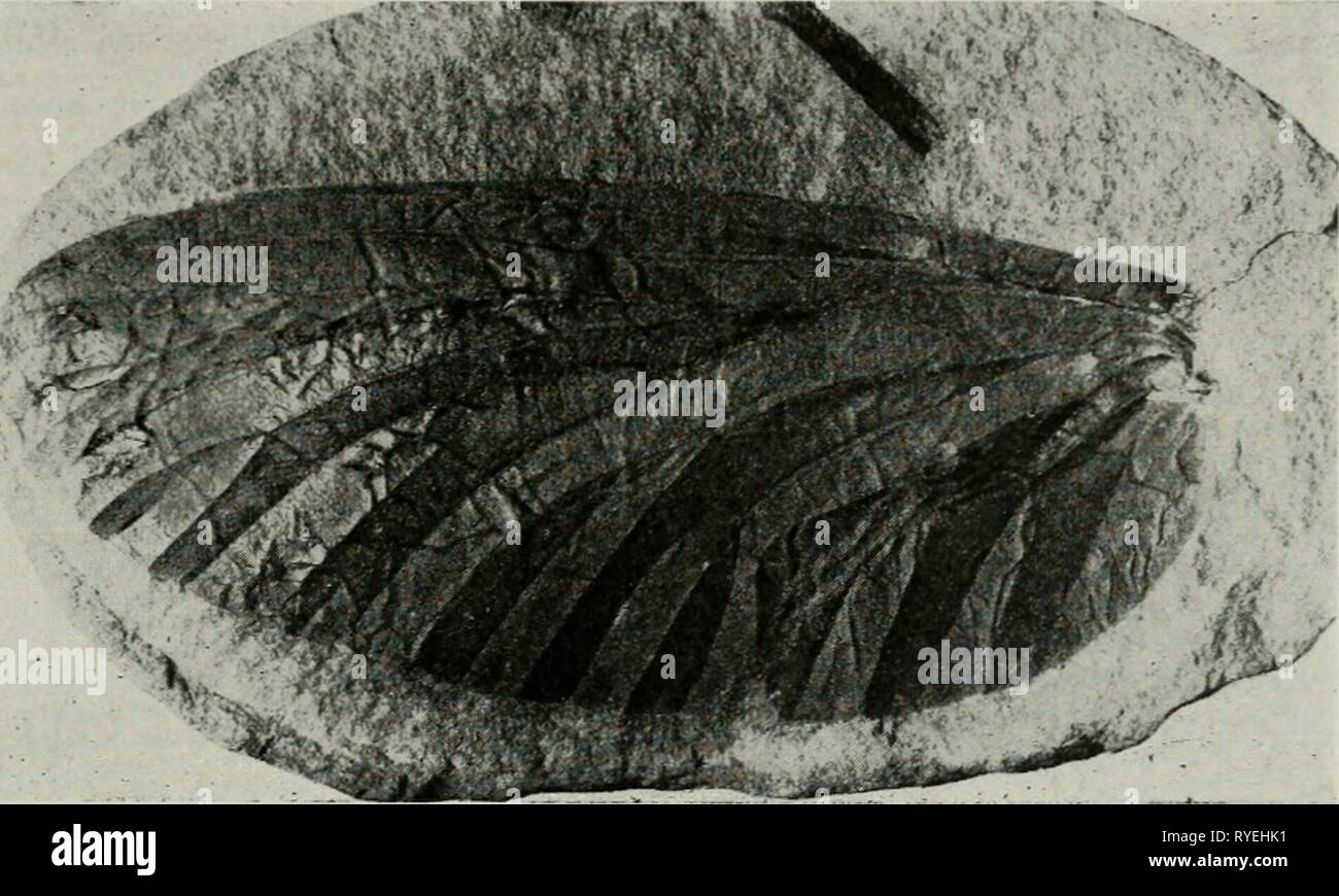 The Dunesland heritage of Illinois Stock Photo - Alamy