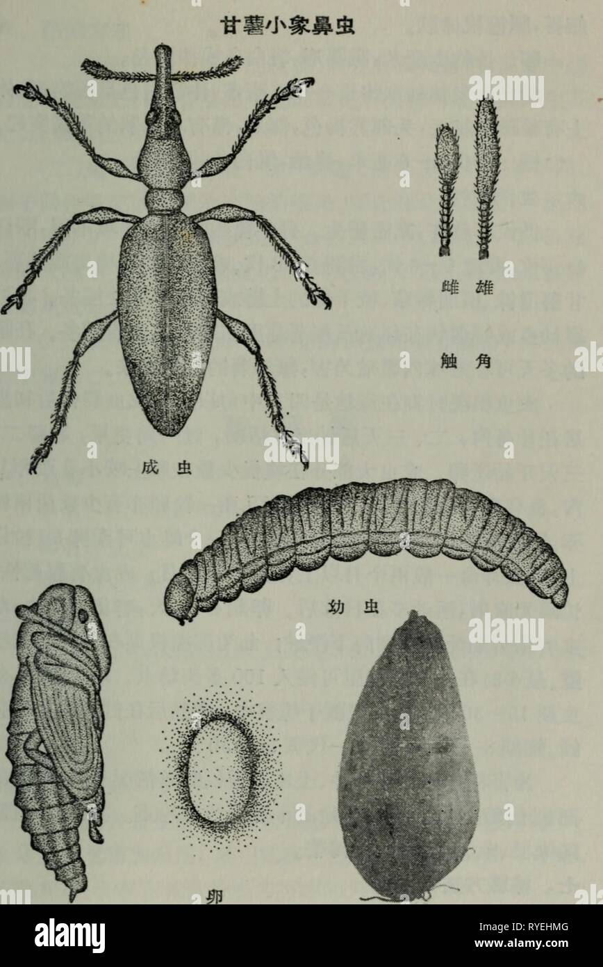 The western range livestock industry Stock Photo - Alamy