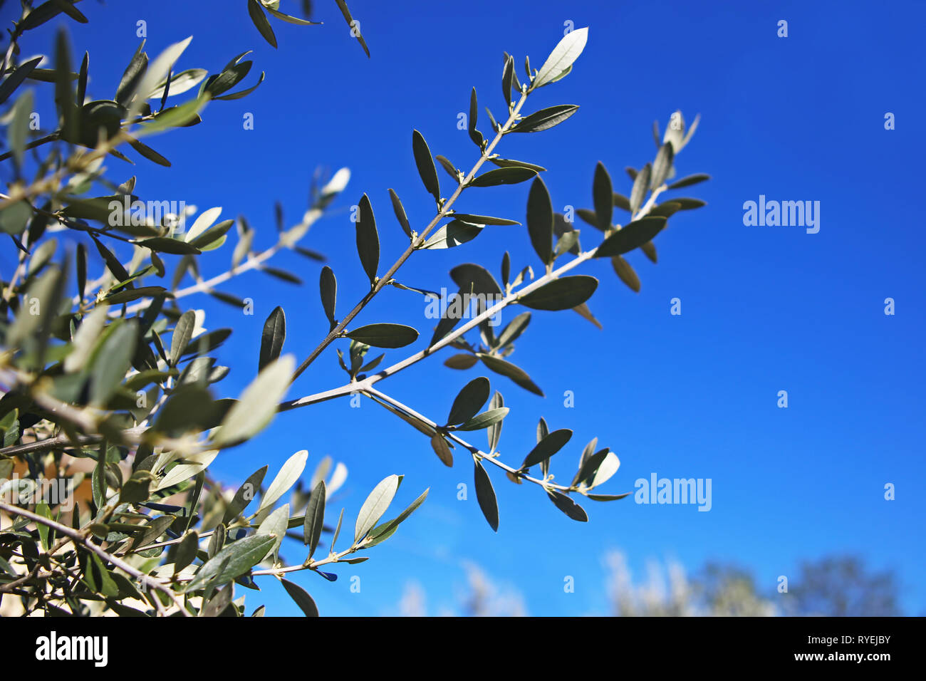 close up of the traditional greek olive tree with blue sky background ...