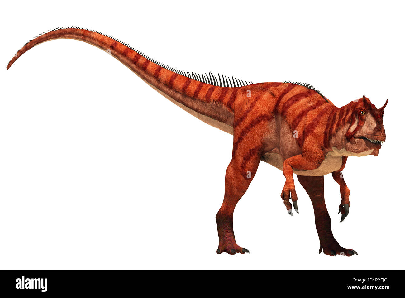 An Allosaurus with and orange and red skin stands ready for a fight. This theropod dinosaur was ...