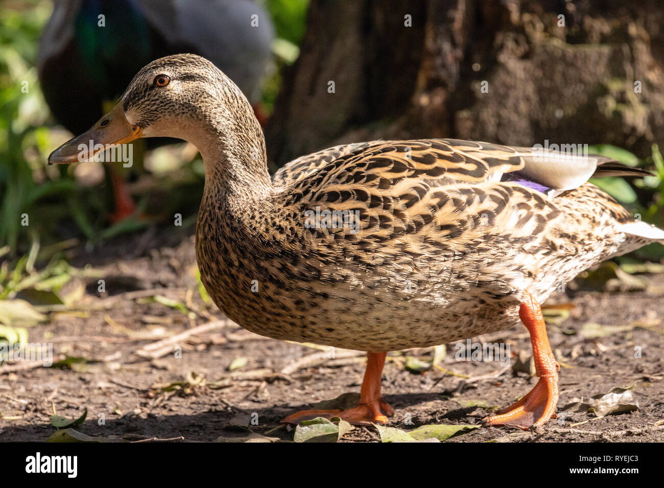 Female mallard side feathers hi-res stock photography and images - Alamy