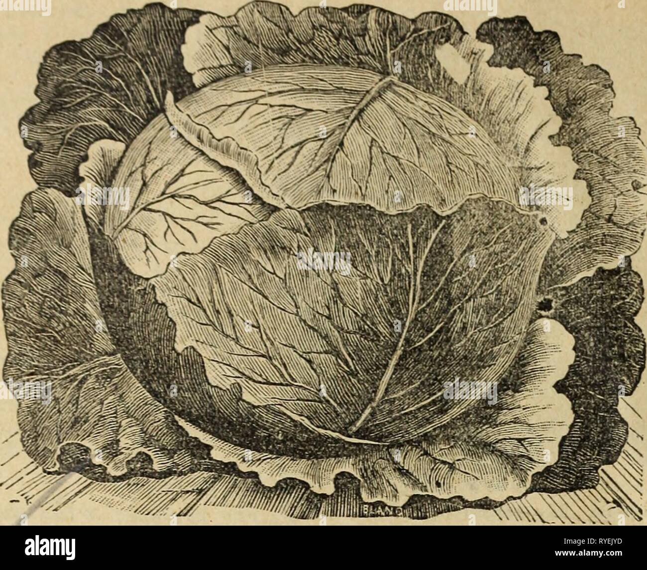 E Annabil & Co's seed Stock Photo - Alamy