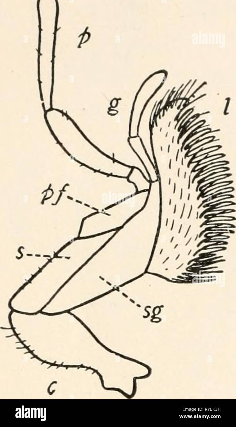 Lion tearing flesh hi-res stock photography and images - Alamy