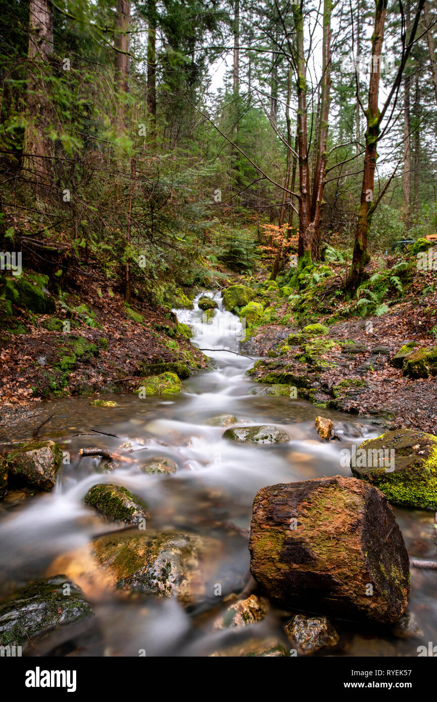 Dodd wood cumbria hi-res stock photography and images - Alamy