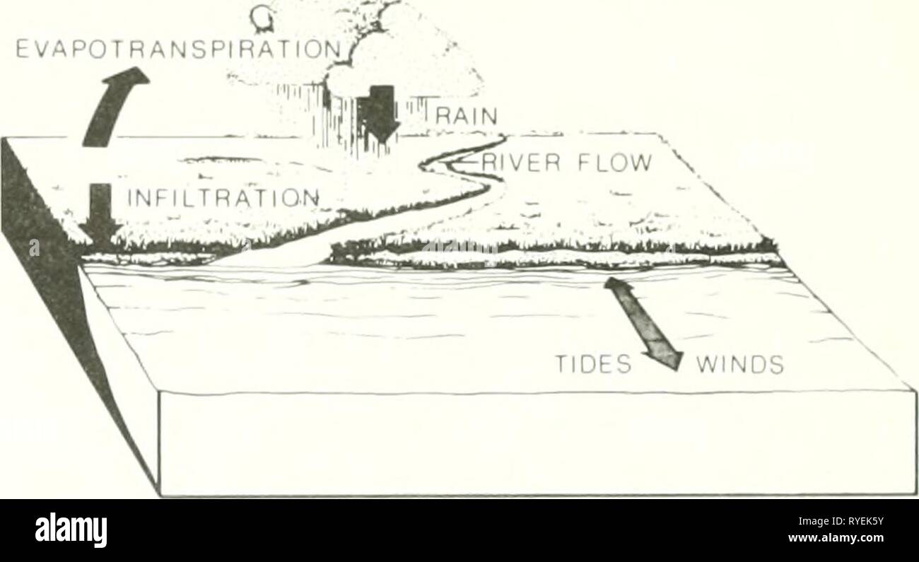 The ecology of delta marshes Stock Photo - Alamy