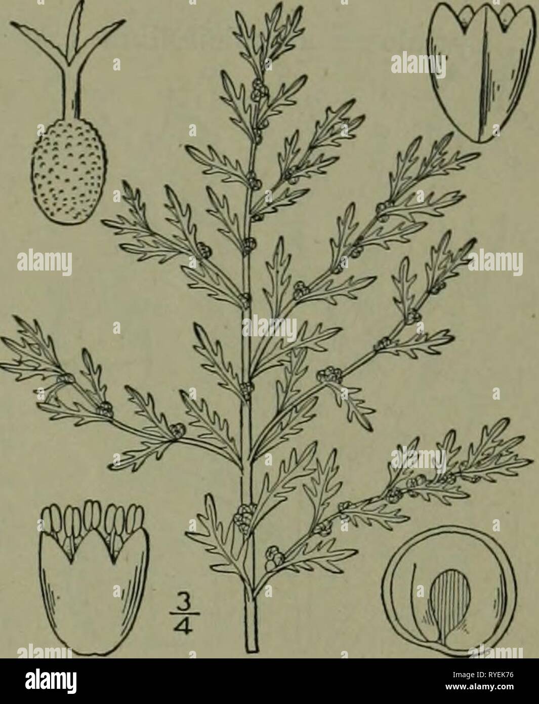 An illustrated flora of the Stock Photo - Alamy